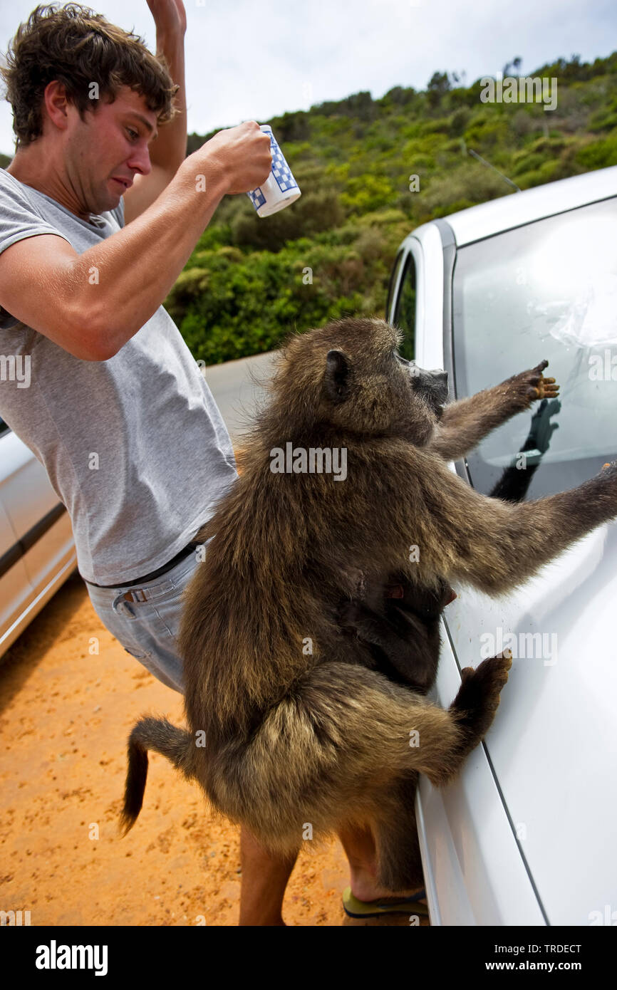 Surprised face driver hi-res stock photography and images - Alamy
