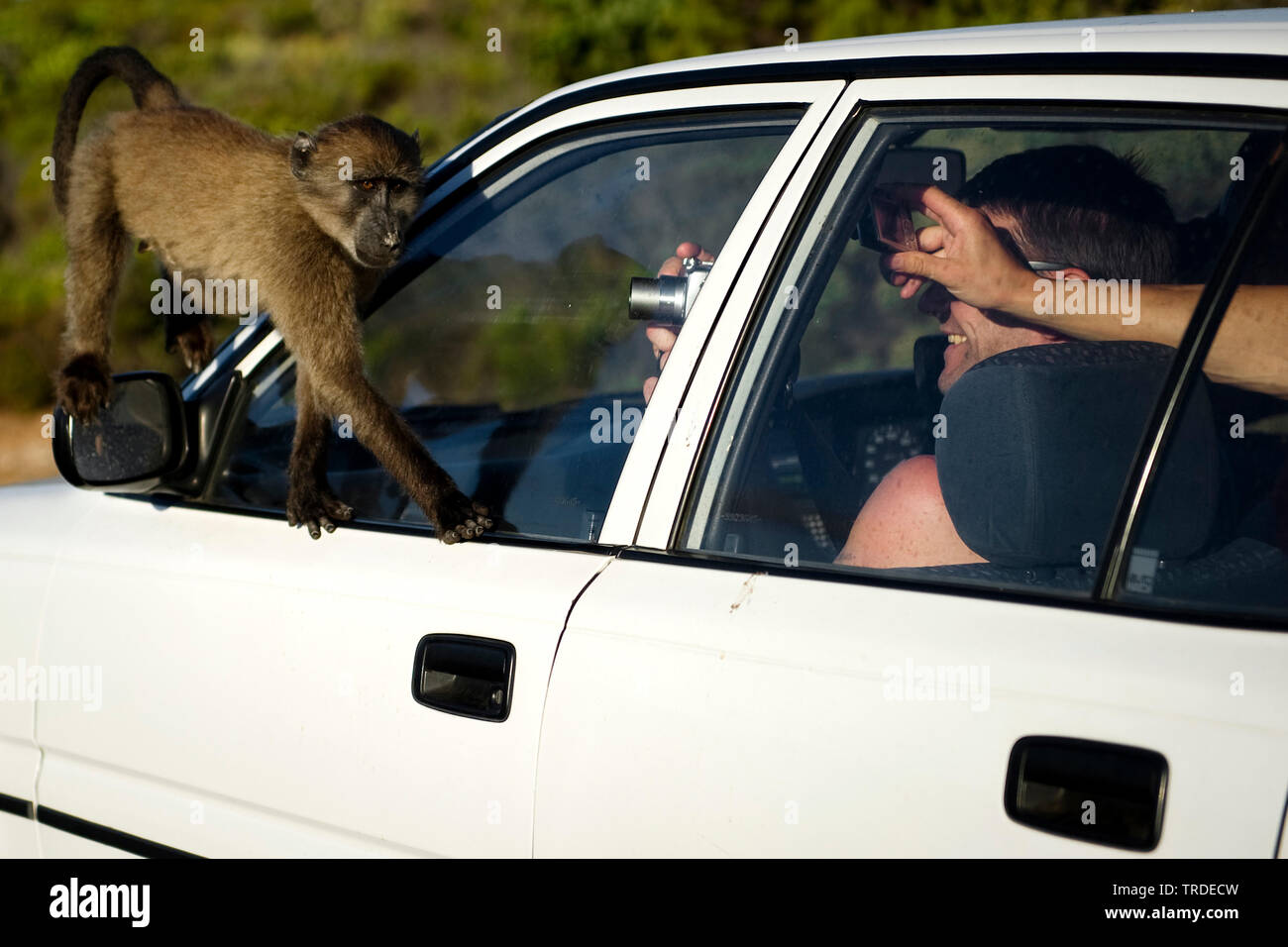 Baboon by car hi-res stock photography and images - Alamy