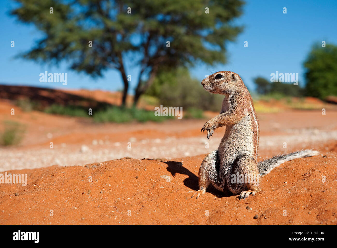 South African ground squirrel, Cape ground squirrel (Geosciurus inauris ...