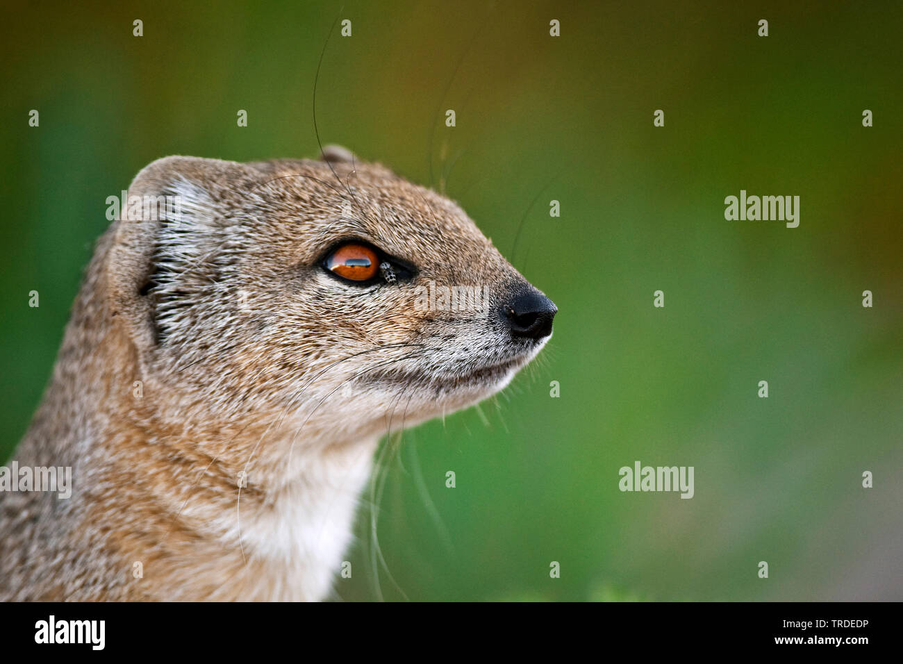 yellow mongoose (Cynictis penicillata), portrait, side view, South ...