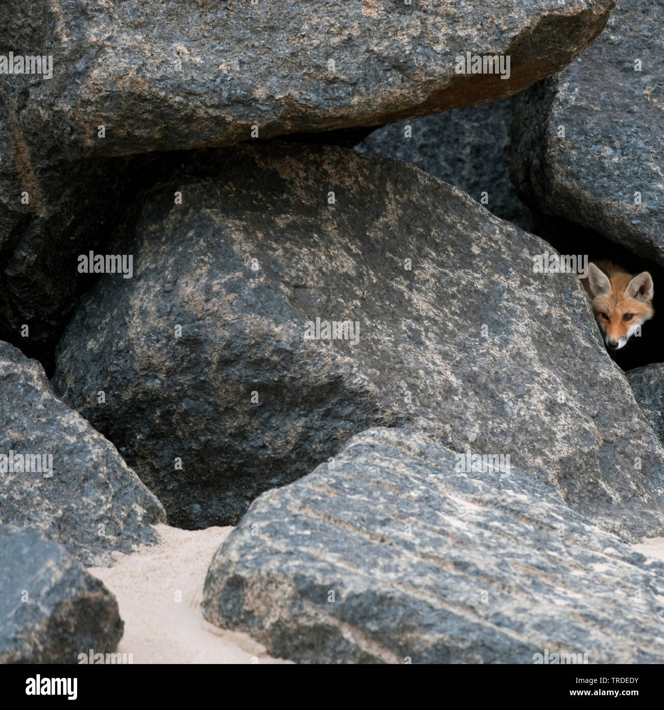 red fox (Vulpes vulpes), young fox peering between wave-breakers ...