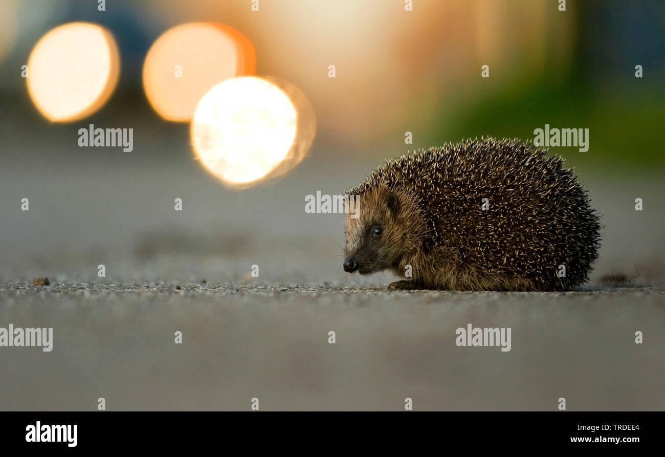 Western hedgehog, European hedgehog (Erinaceus europaeus), in the ...
