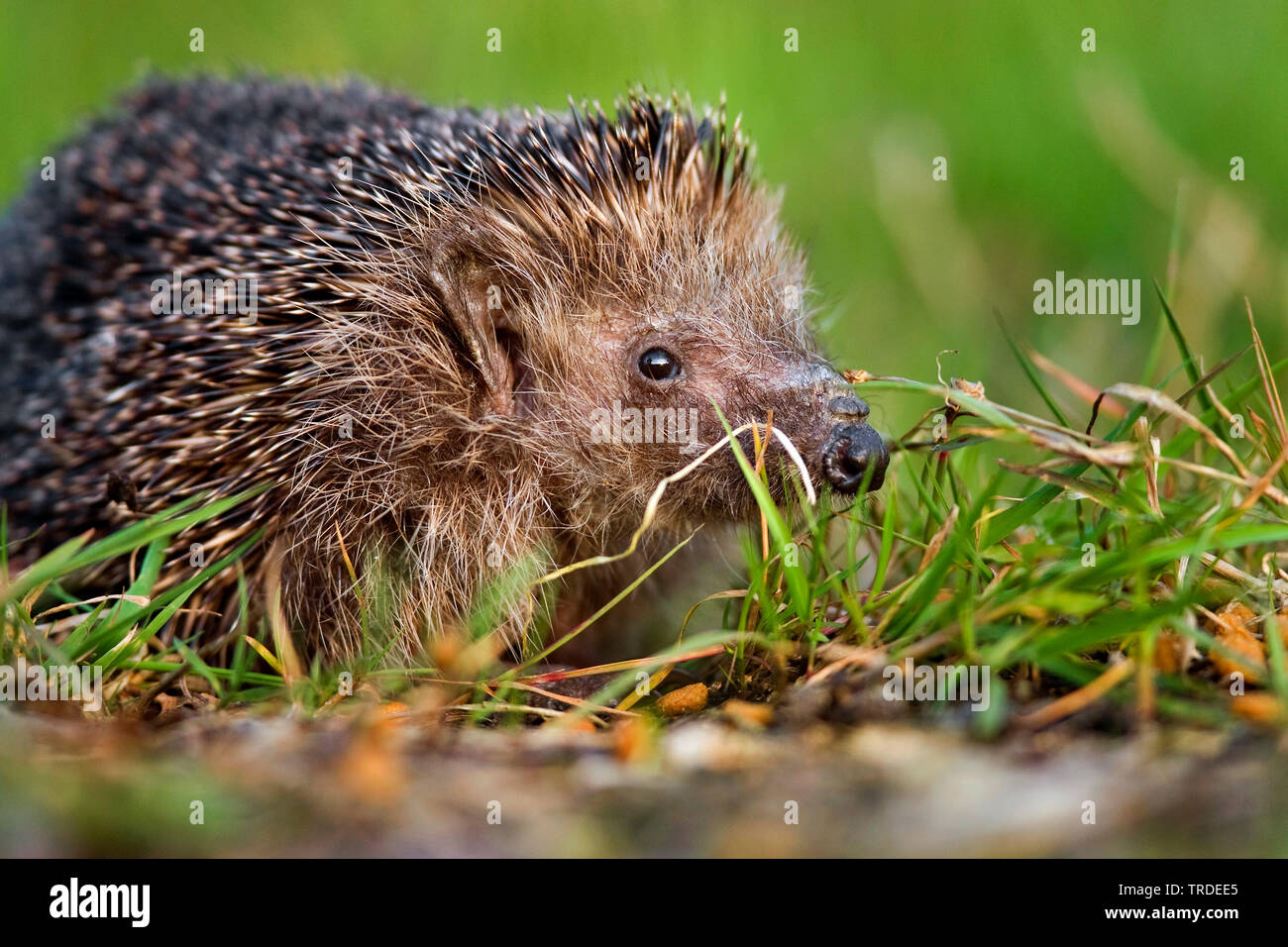 Western hedgehog, European hedgehog (Erinaceus europaeus), in a meadow ...