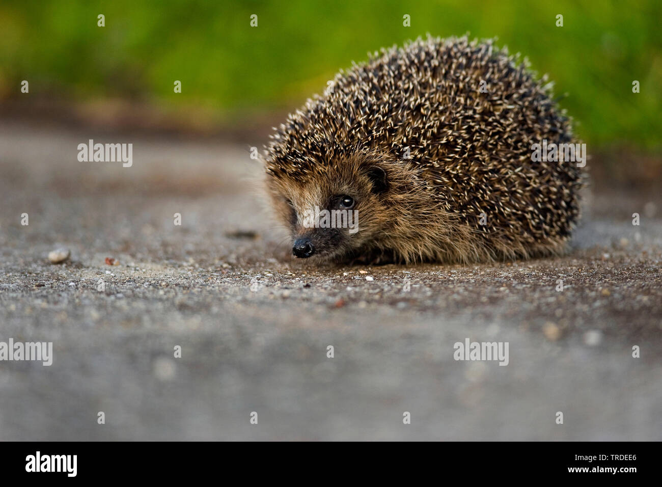 Western hedgehog, European hedgehog (Erinaceus europaeus), at the ...