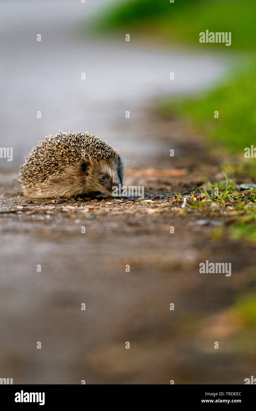 Western hedgehog, European hedgehog (Erinaceus europaeus), at the ...