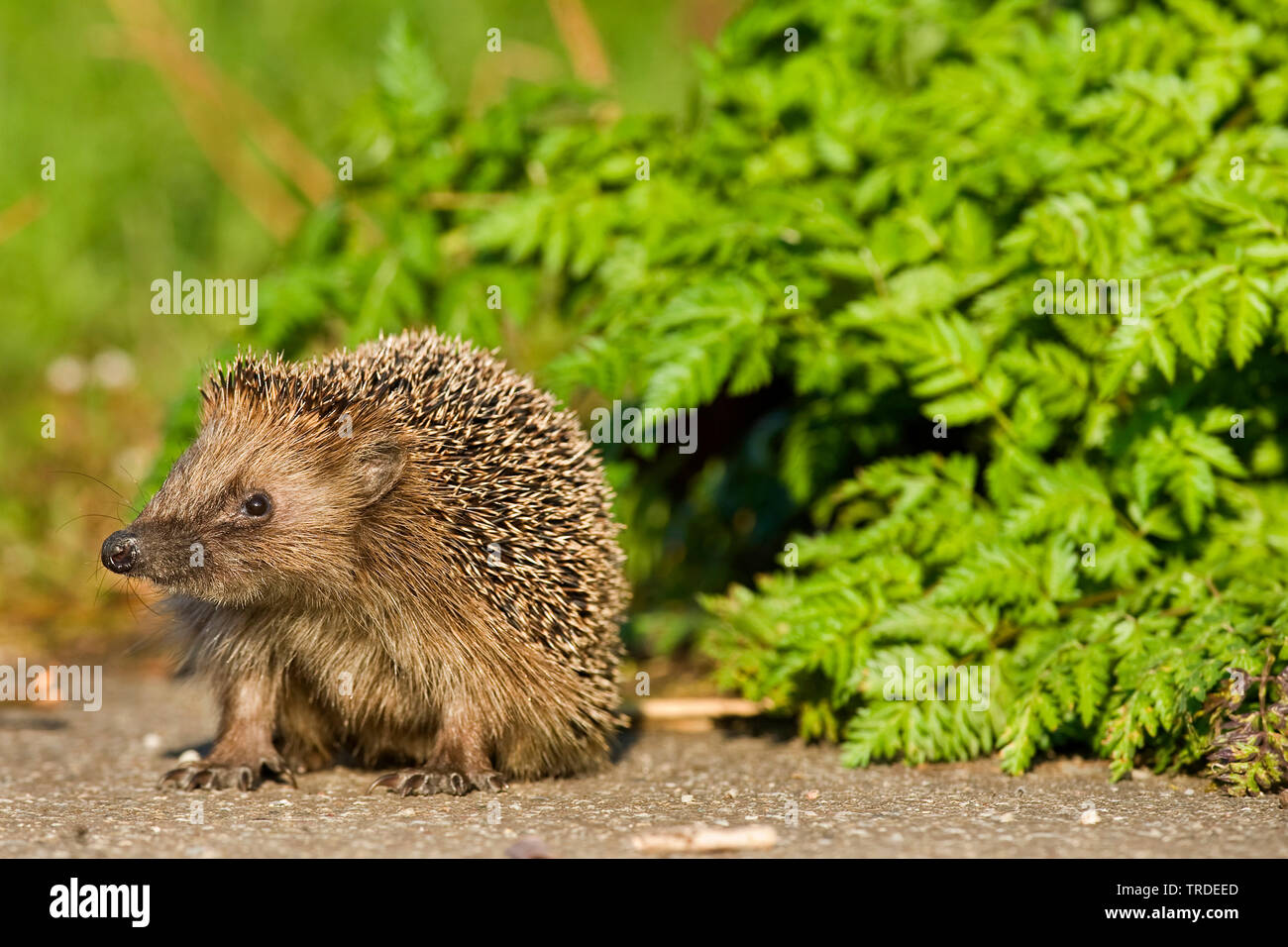 Western hedgehog, European hedgehog (Erinaceus europaeus), sitting in ...