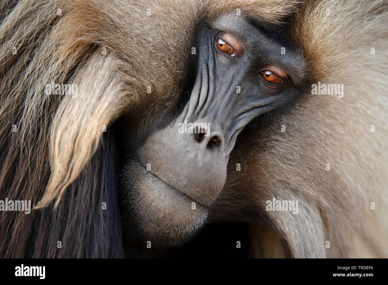 gelada, gelada baboons (Theropithecus gelada), portrait, Ethiopia ...
