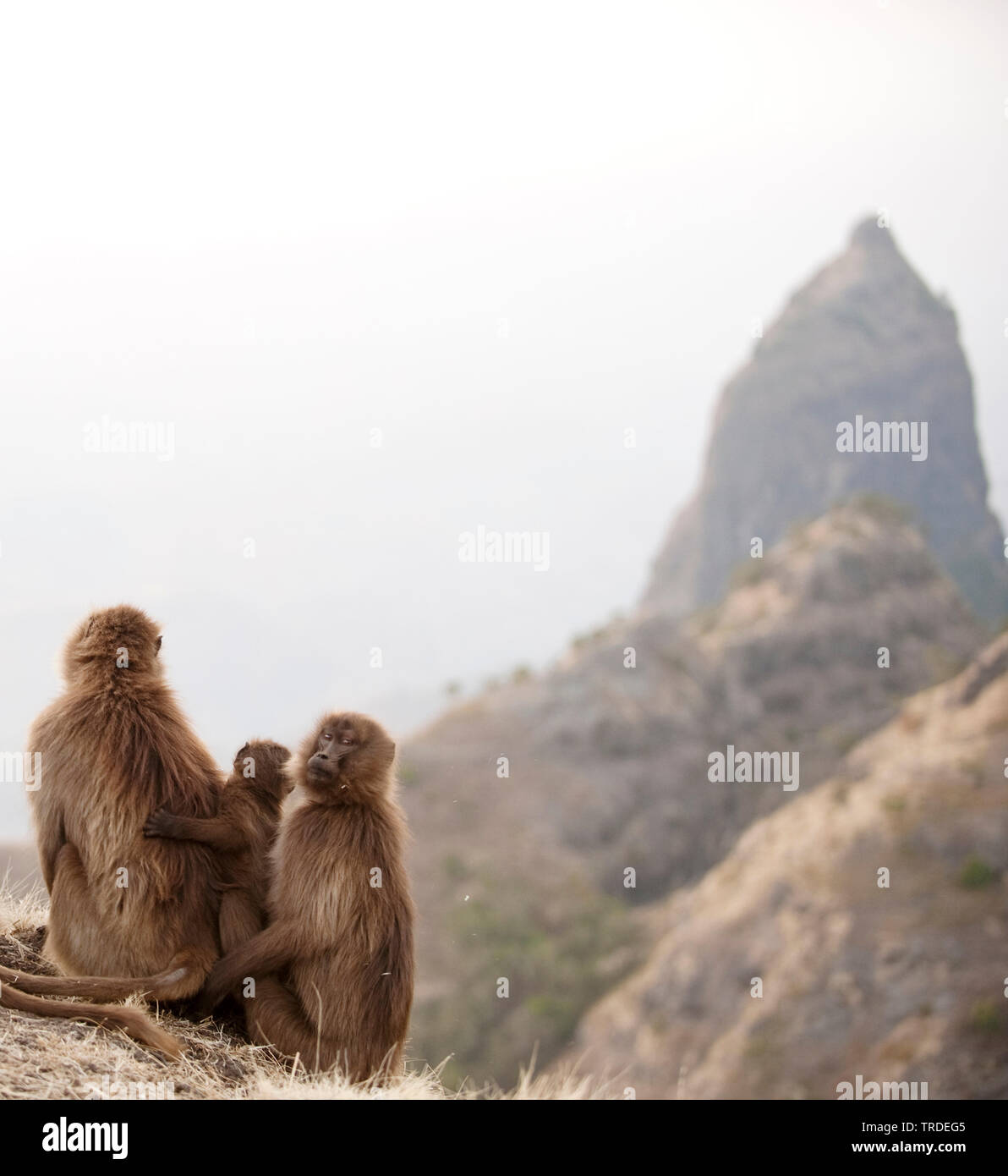 gelada, gelada baboons (Theropithecus gelada), Geladas in Semien ...