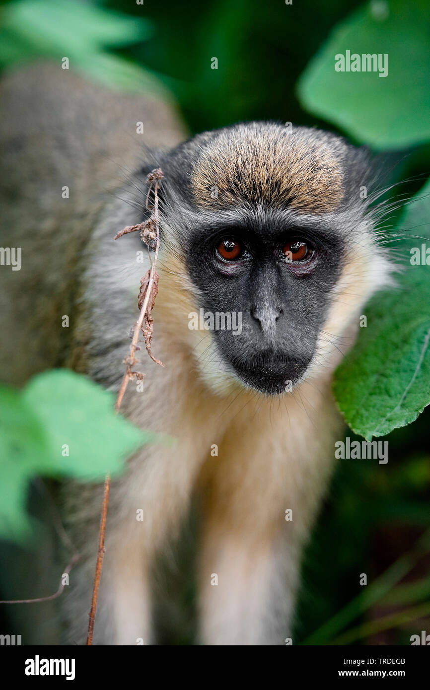 Green monkey, Sabaeus monkey, Callithrix monkey (Chlorocebus sabaeus ...