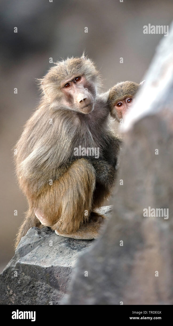 Awash National Park Animals