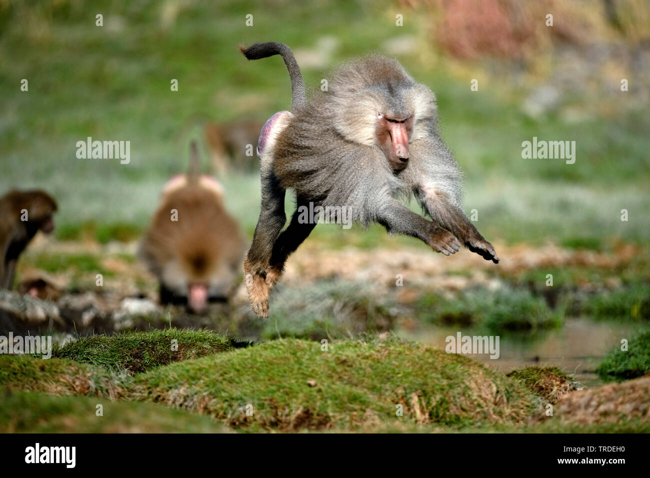 Ethiopian hamadryas baboon papio hamadryas hamadryas hi-res stock ...