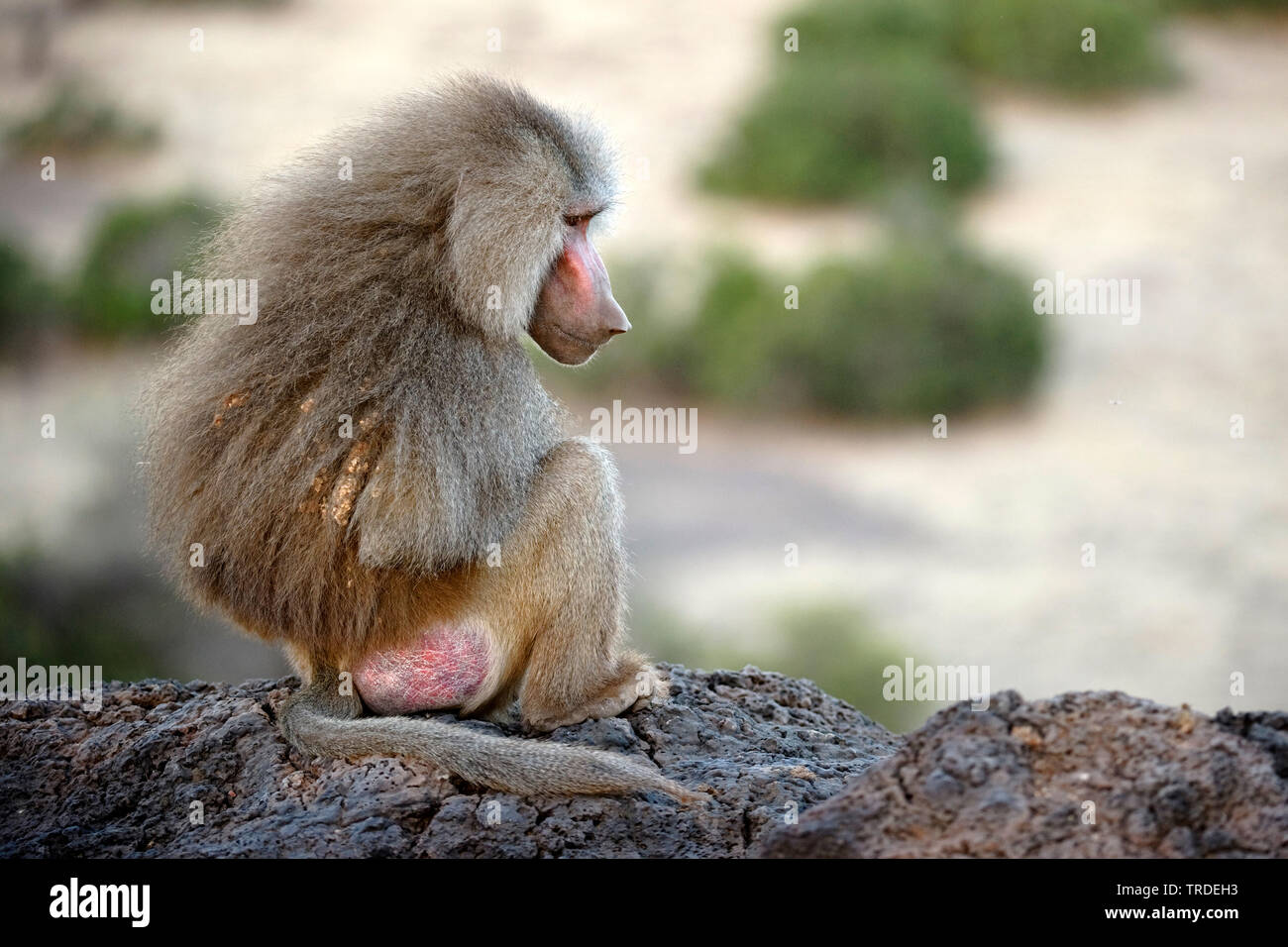 hamadryas baboon, sacred baboon (Papio hamadryas), Ethiopia, Awash ...