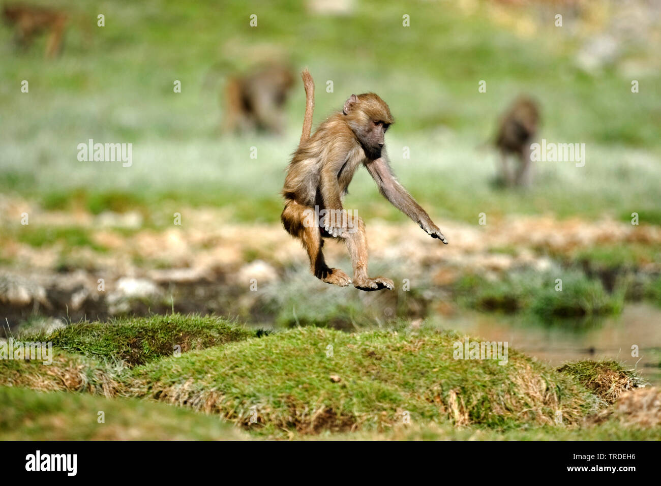 hamadryas baboon, sacred baboon (Papio hamadryas), jumping juvenile ...