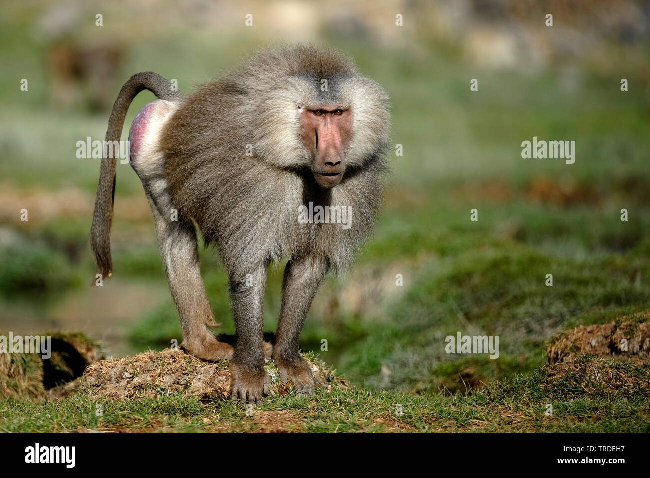 Ethiopian baboon hi-res stock photography and images - Alamy