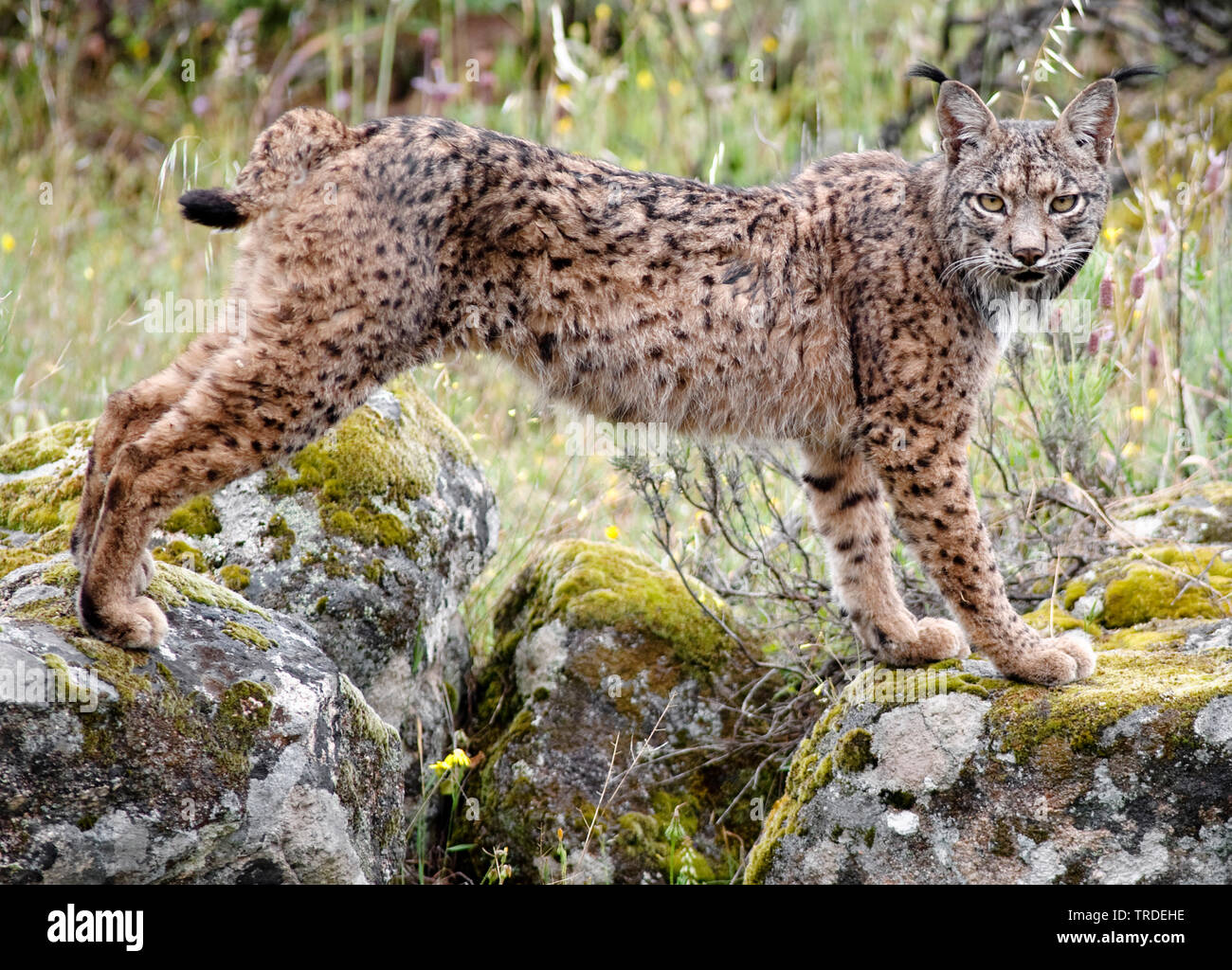 Spanish lynx (Lynx pardinus), male standing on boulders, Spain, Donana ...