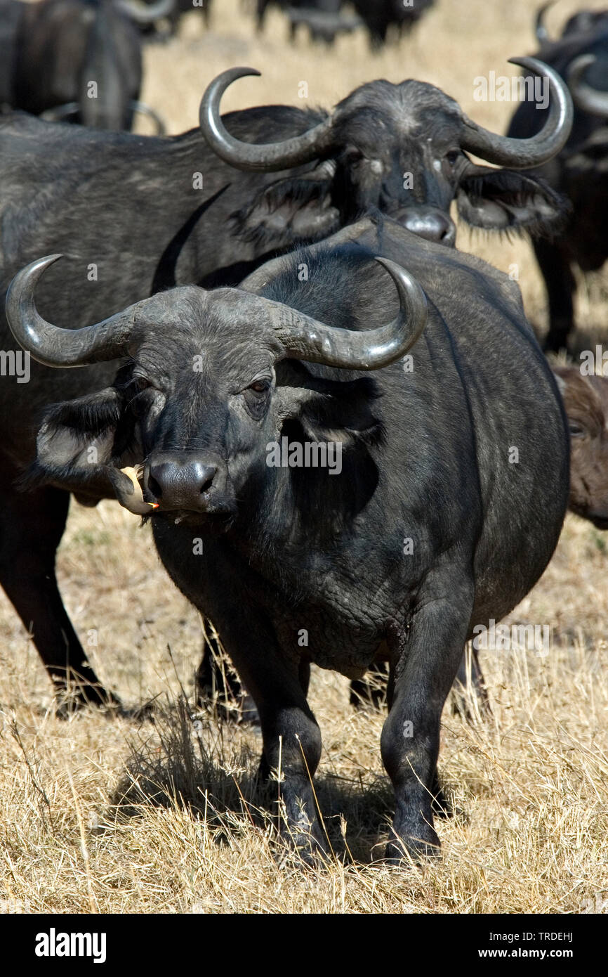 Bovids of kenya hi-res stock photography and images - Alamy