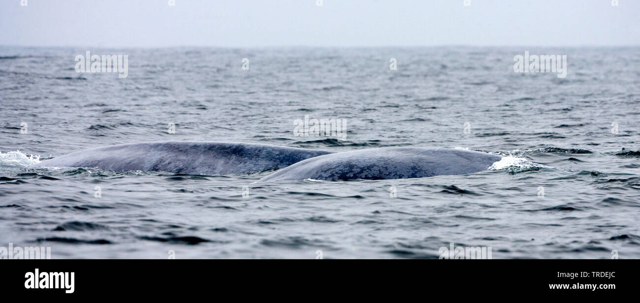 blue whale (Balaenoptera musculus), USA Stock Photo - Alamy