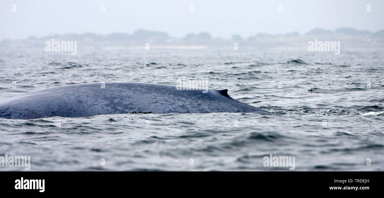 blue whale (Balaenoptera musculus), USA Stock Photo - Alamy