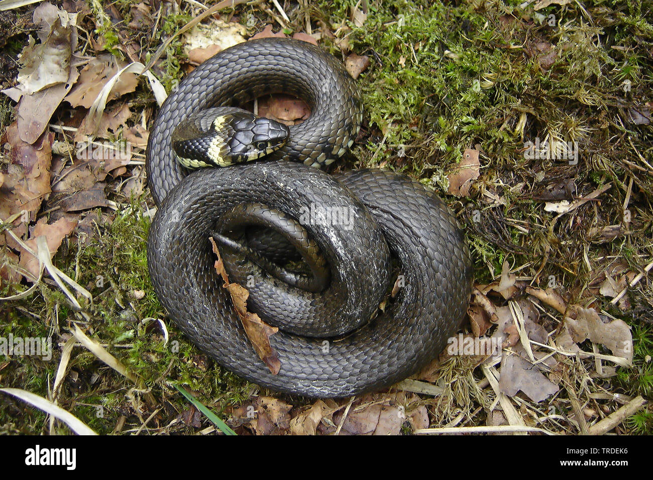 Grass snake netherlands hi-res stock photography and images - Alamy
