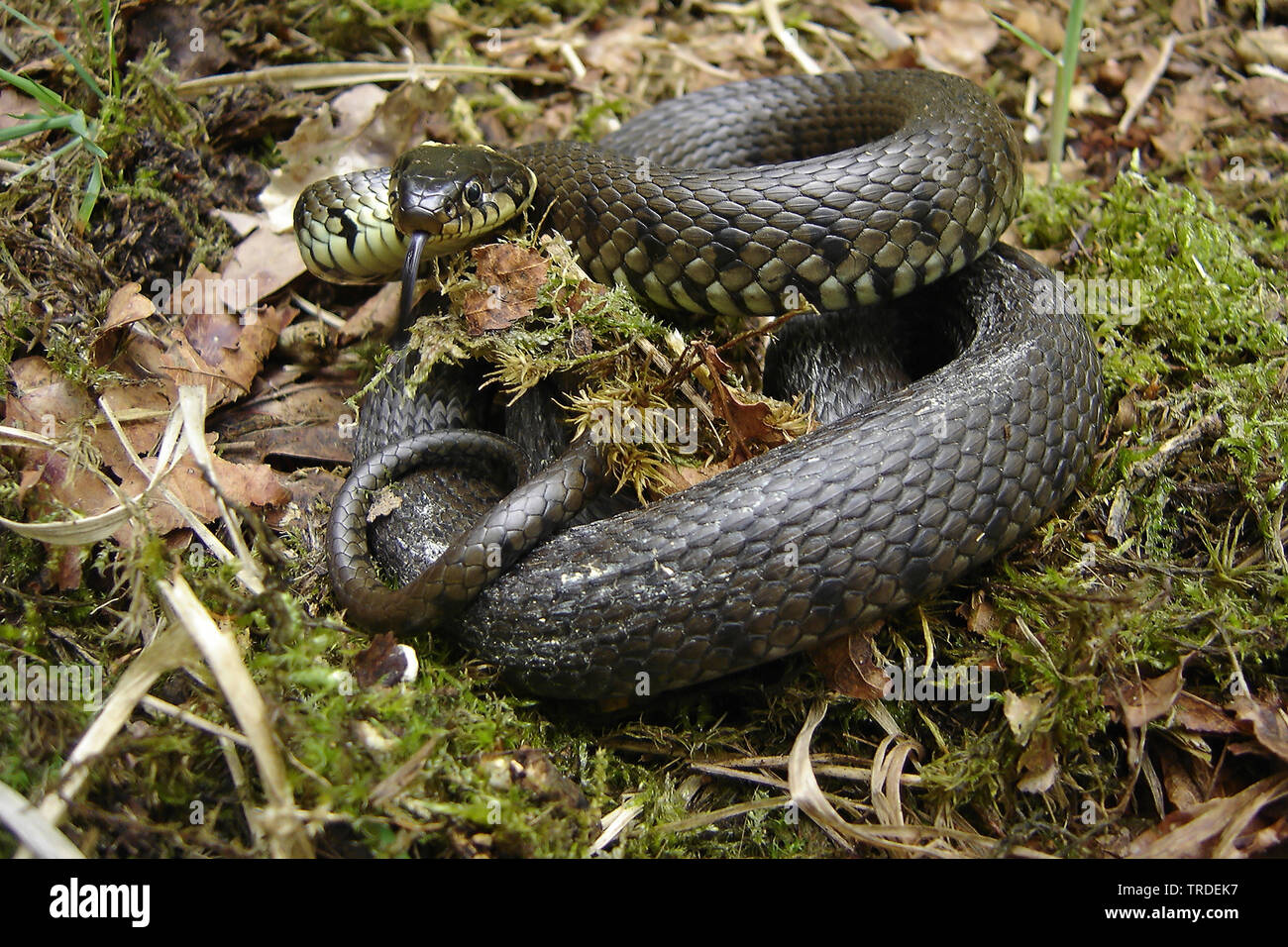 grass snake (Natrix natrix), Netherlands Stock Photo - Alamy