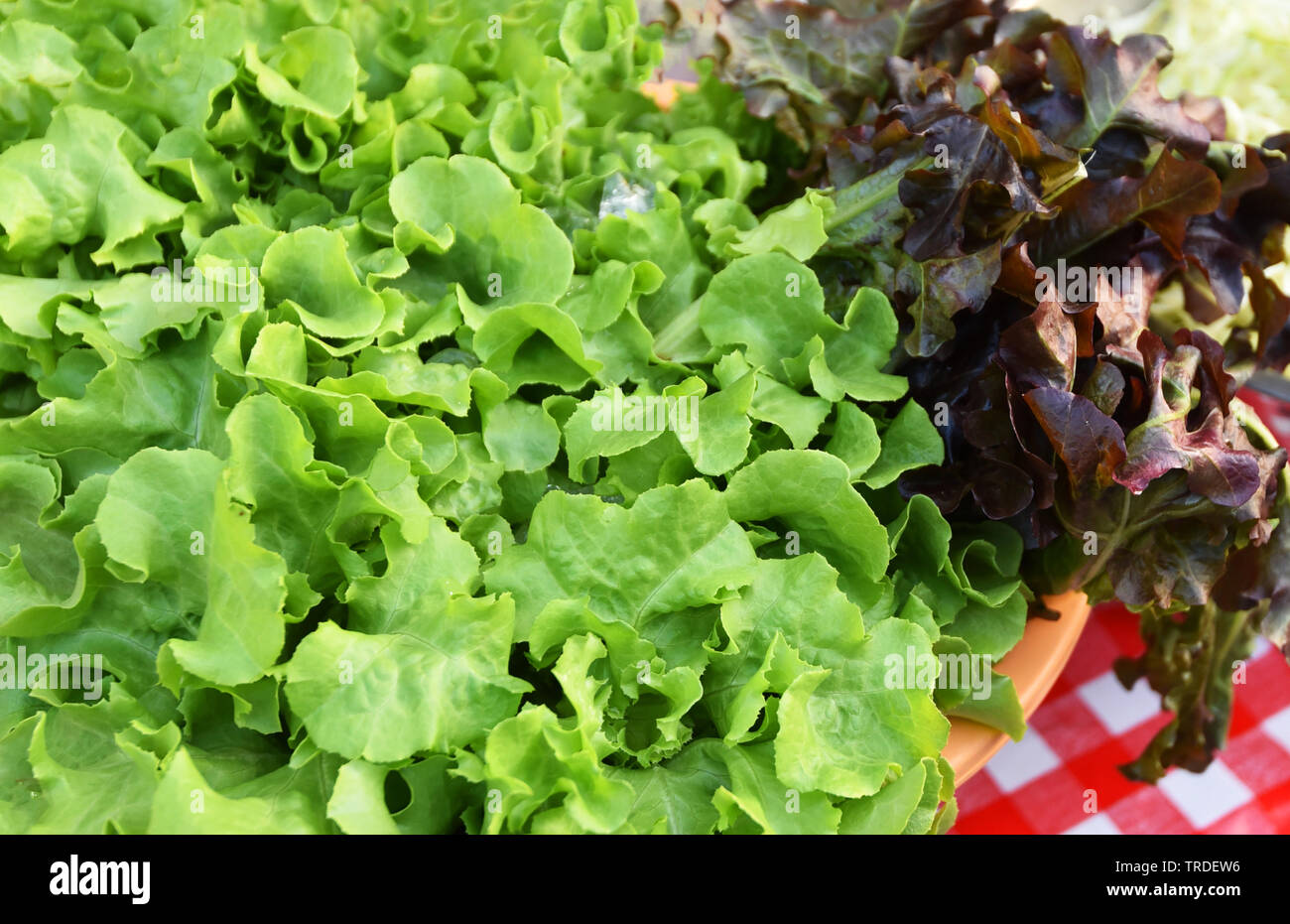 Red oak lettuce salad hi-res stock photography and images - Alamy
