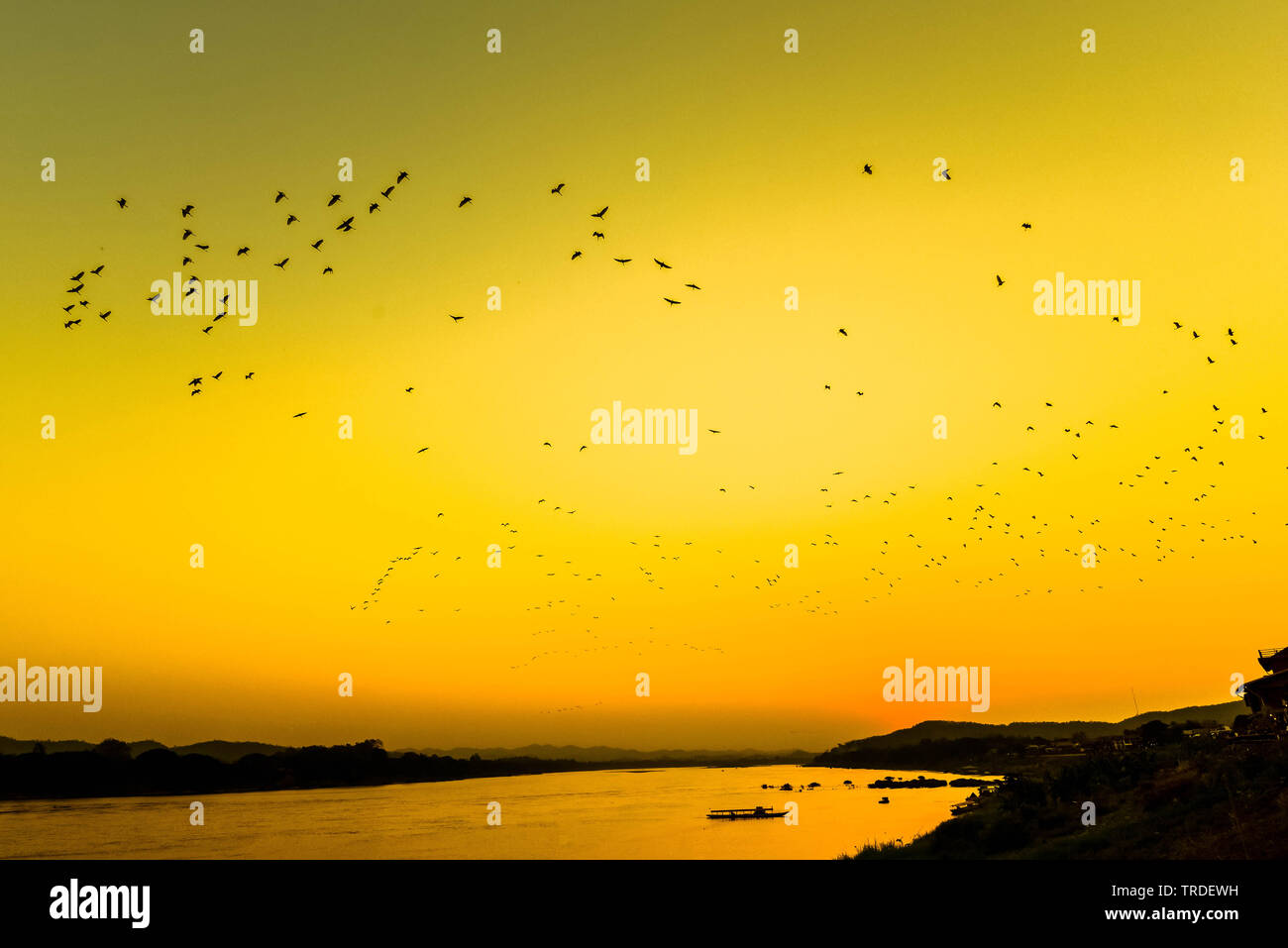 Silhouette sunset river evening with flock flying birds above lake ...