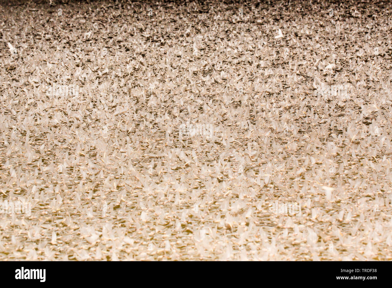 Virgin mayfly (Ephoron virgo, Polymitarcis virgo), millions of virgin ...