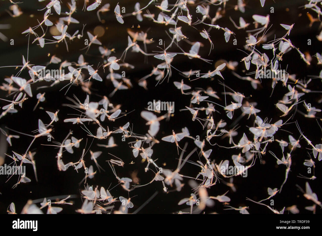 Virgin mayfly (Ephoron virgo, Polymitarcis virgo), mass hatching ...