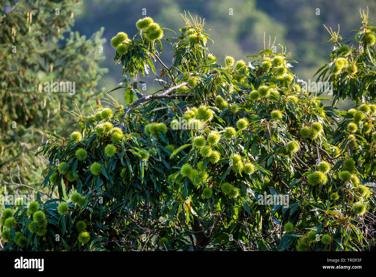 Spanish chestnut, sweet chestnut (Castanea sativa), with immature ...