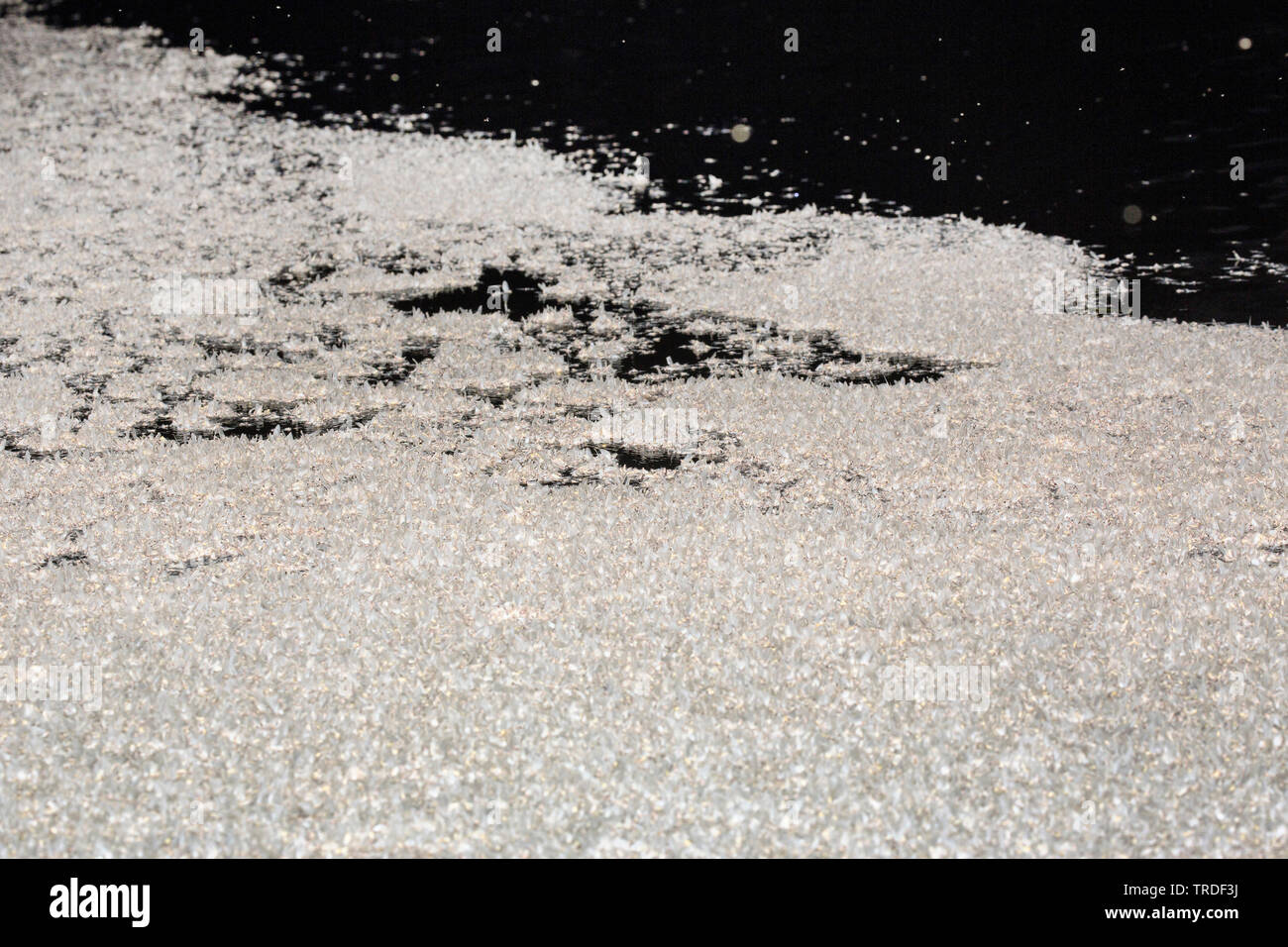 Hatching mayflies hi-res stock photography and images - Alamy