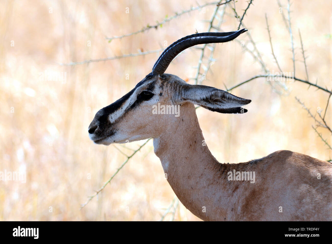 Soemmerring's gazelle (Nanger soemmerringii), portrait, Ethiopia Stock ...