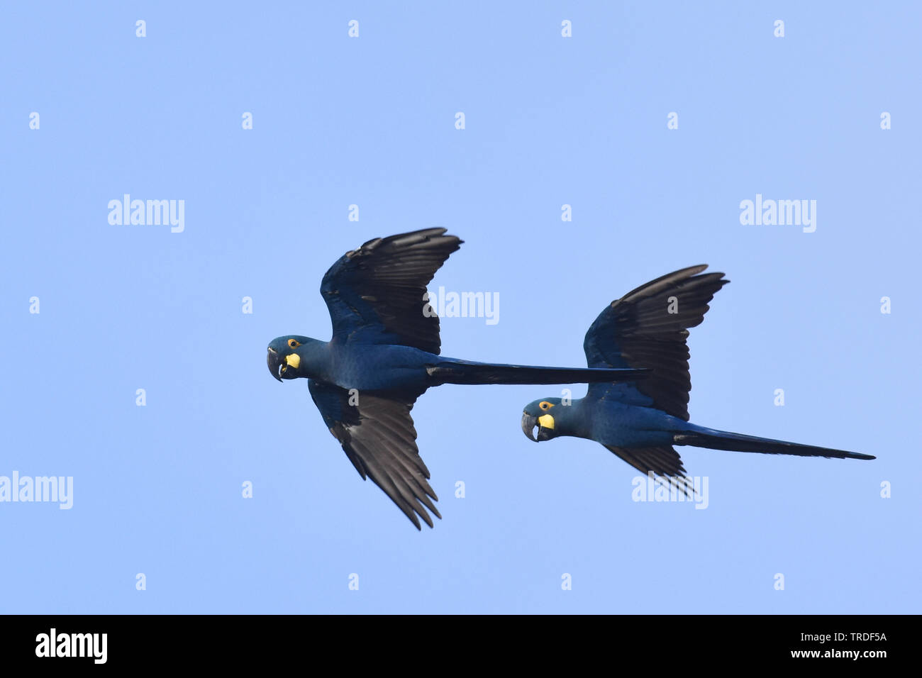 Male and female macaw hi-res stock photography and images - Alamy