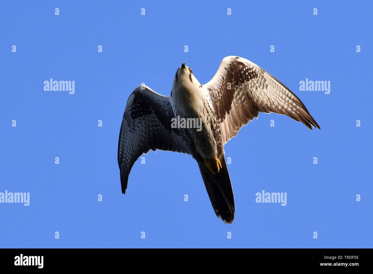 Falcons in southeast asia hi-res stock photography and images - Alamy