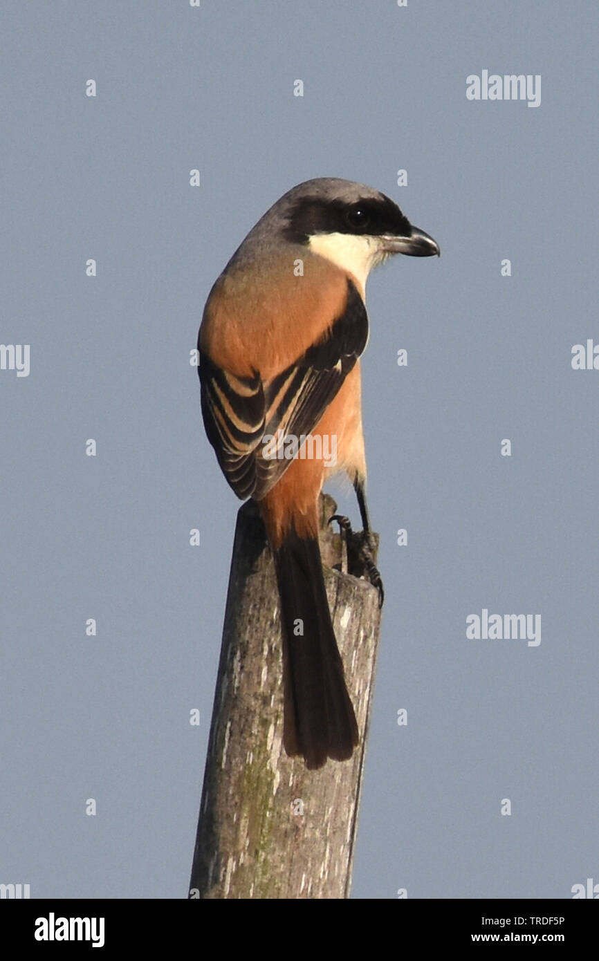 Black headed shrike lanius schach hi-res stock photography and images ...