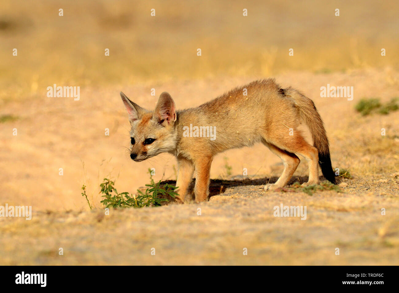 Indian fox hi-res stock photography and images - Alamy