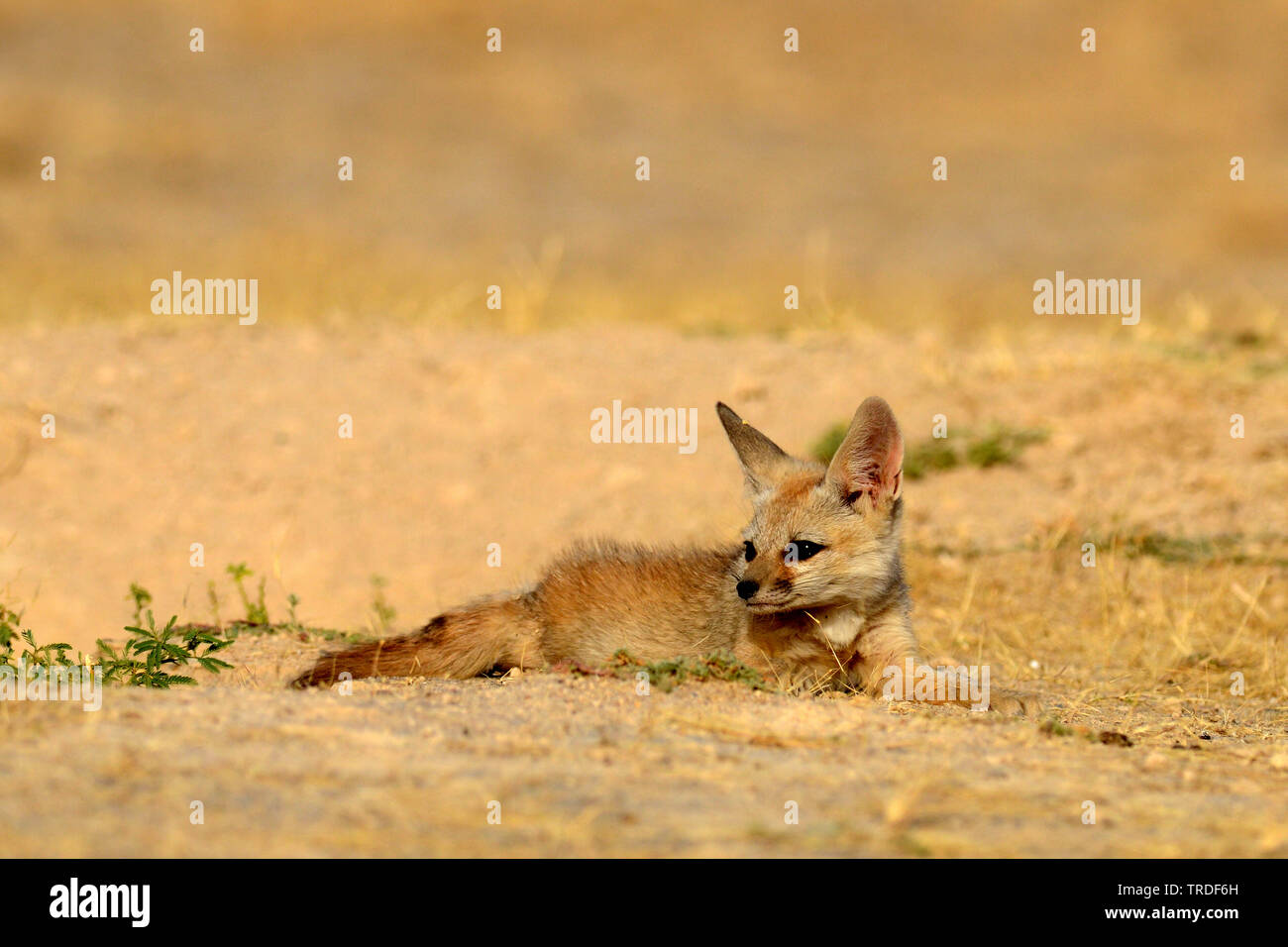 Indian fox hi-res stock photography and images - Alamy