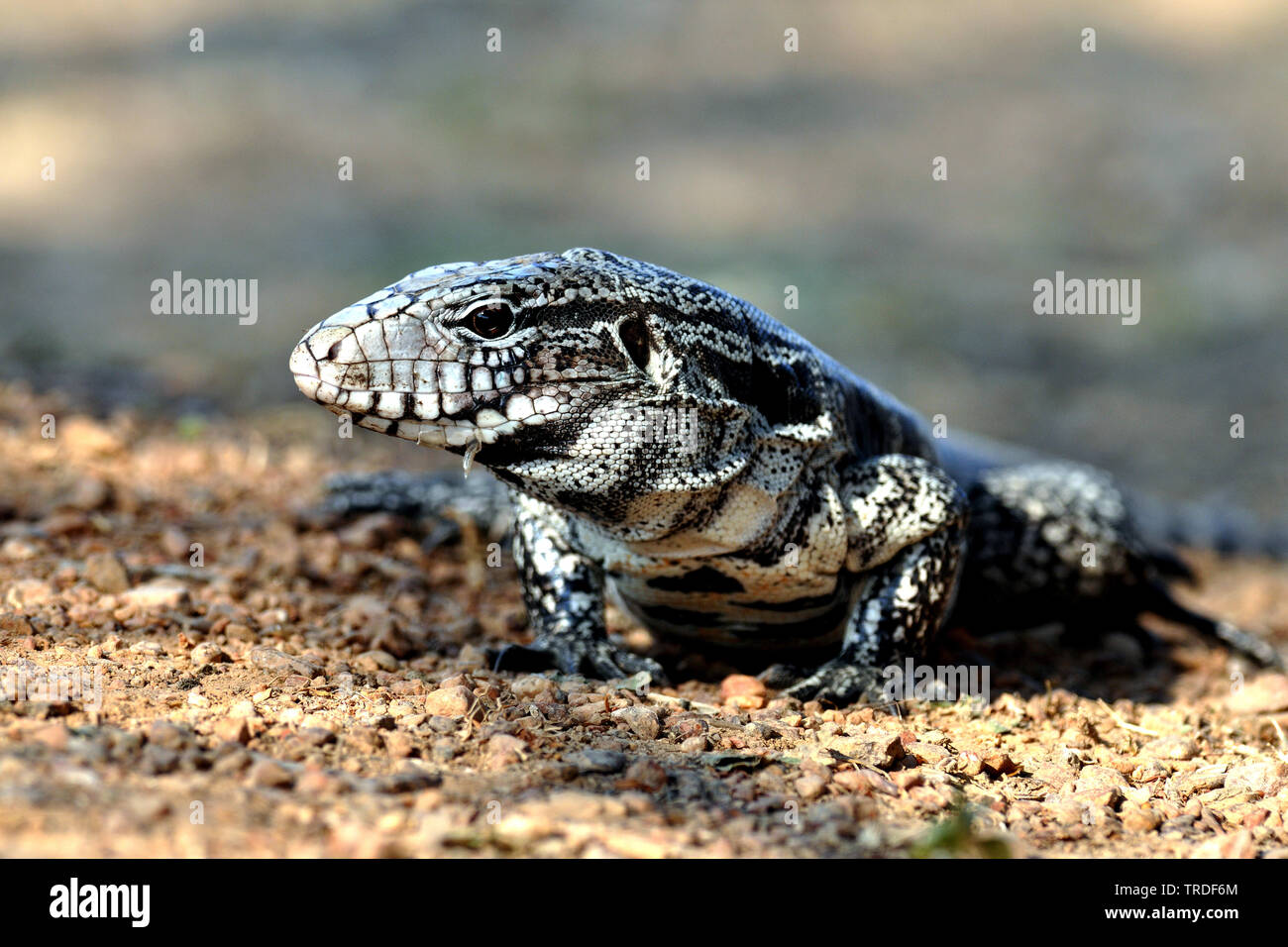 Reptile species hi-res stock photography and images - Alamy