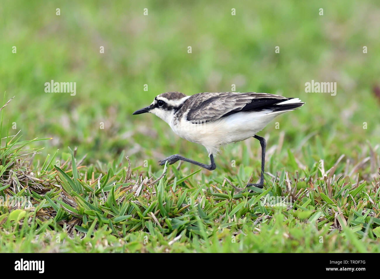 Sand plover charadrius sanctaehelenae hi-res stock photography and ...