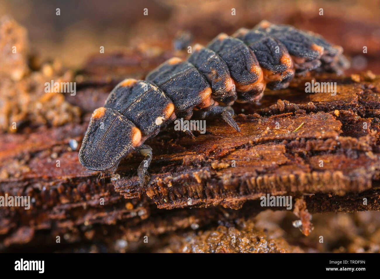 small lightning beetle (Lamprohiza splendidula, Phausis splendidula ...