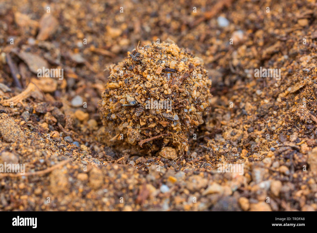 Small balls hi-res stock photography and images - Alamy