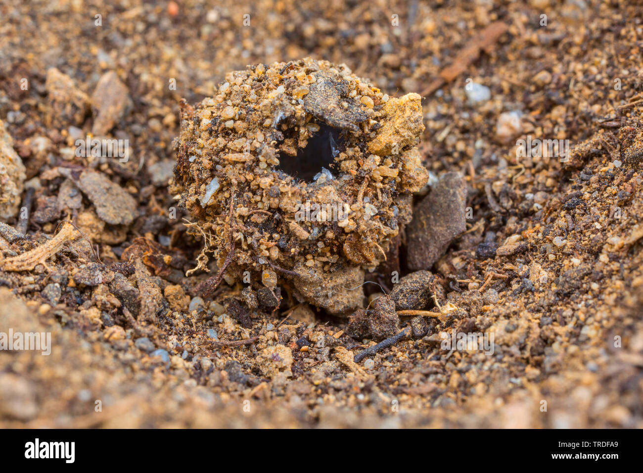 European antlion (Euroleon nostras), cocoon camouflaged with balls of ...