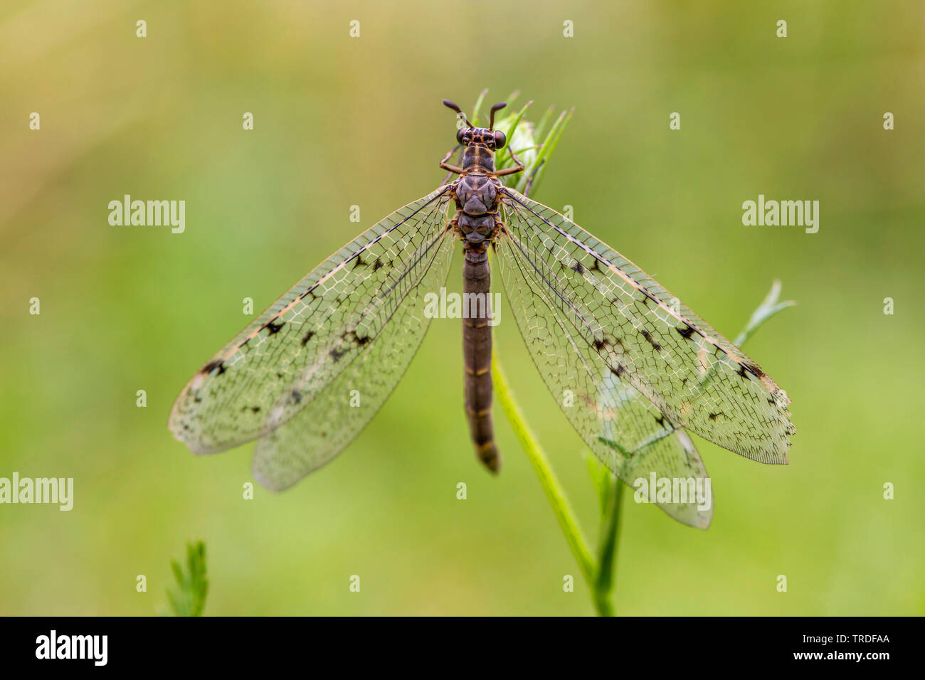 European antlion (Euroleon nostras), sitting on grass, Germany, Bavaria ...