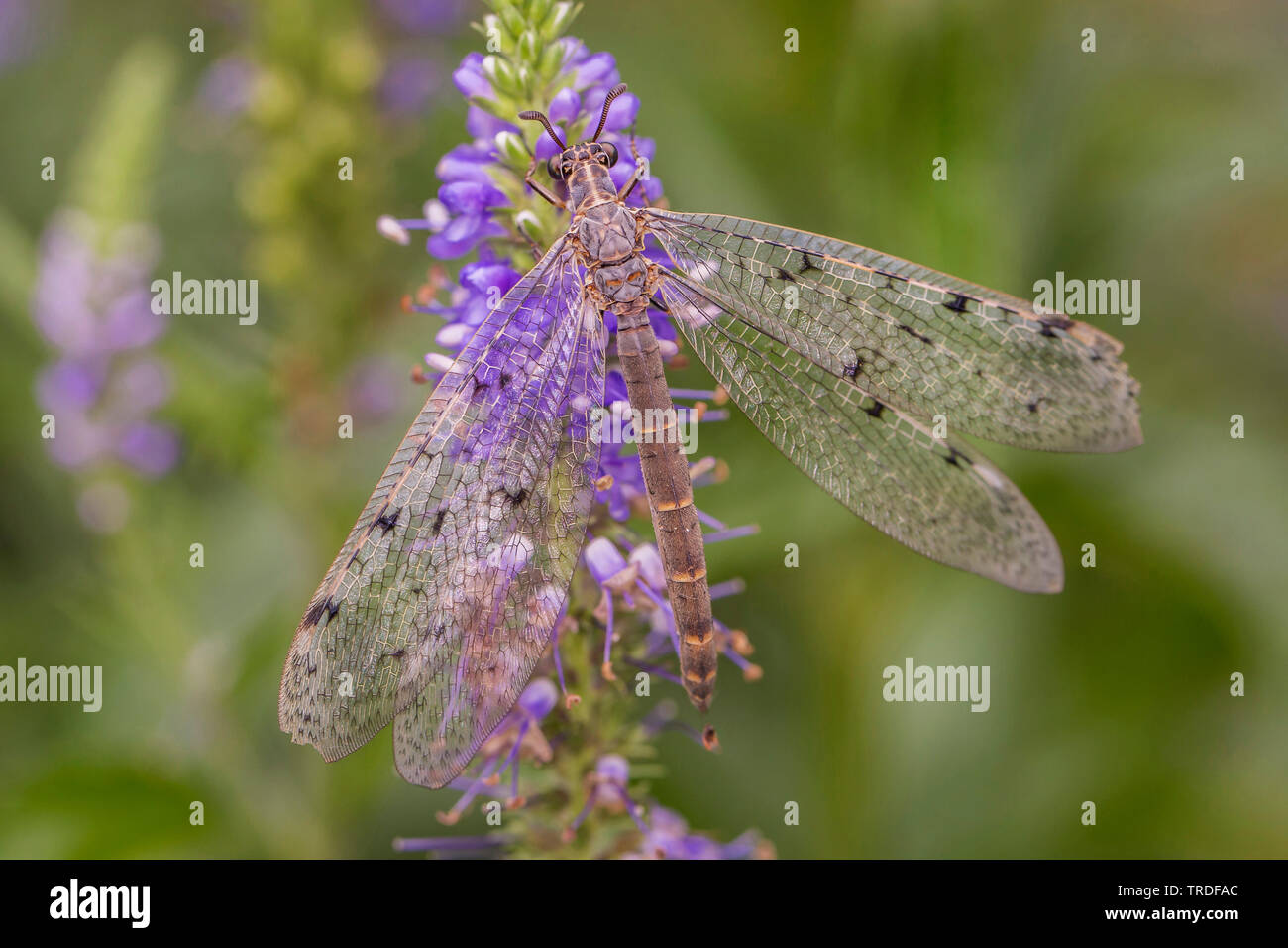 European antlion (Euroleon nostras), sitting on a blossom, Germany ...