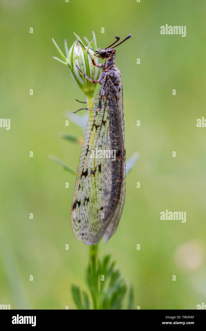 European antlion (Euroleon nostras), sitting at a wild carrot, Germany ...