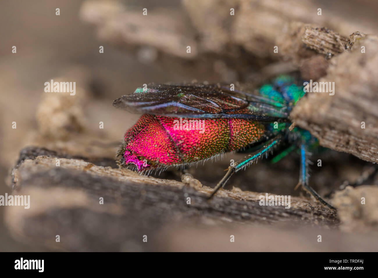 Horizontal format side view lateral horizontal format hi-res stock ...