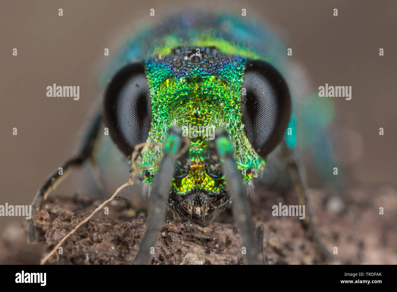 Shimmering ruby tail hi-res stock photography and images - Alamy