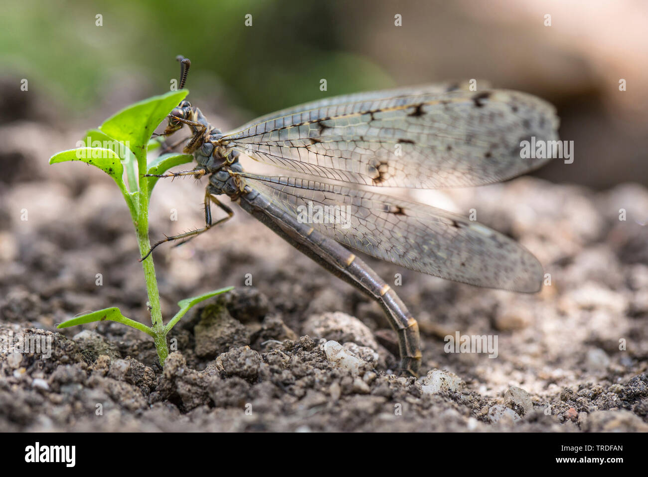 Antlion Eggs