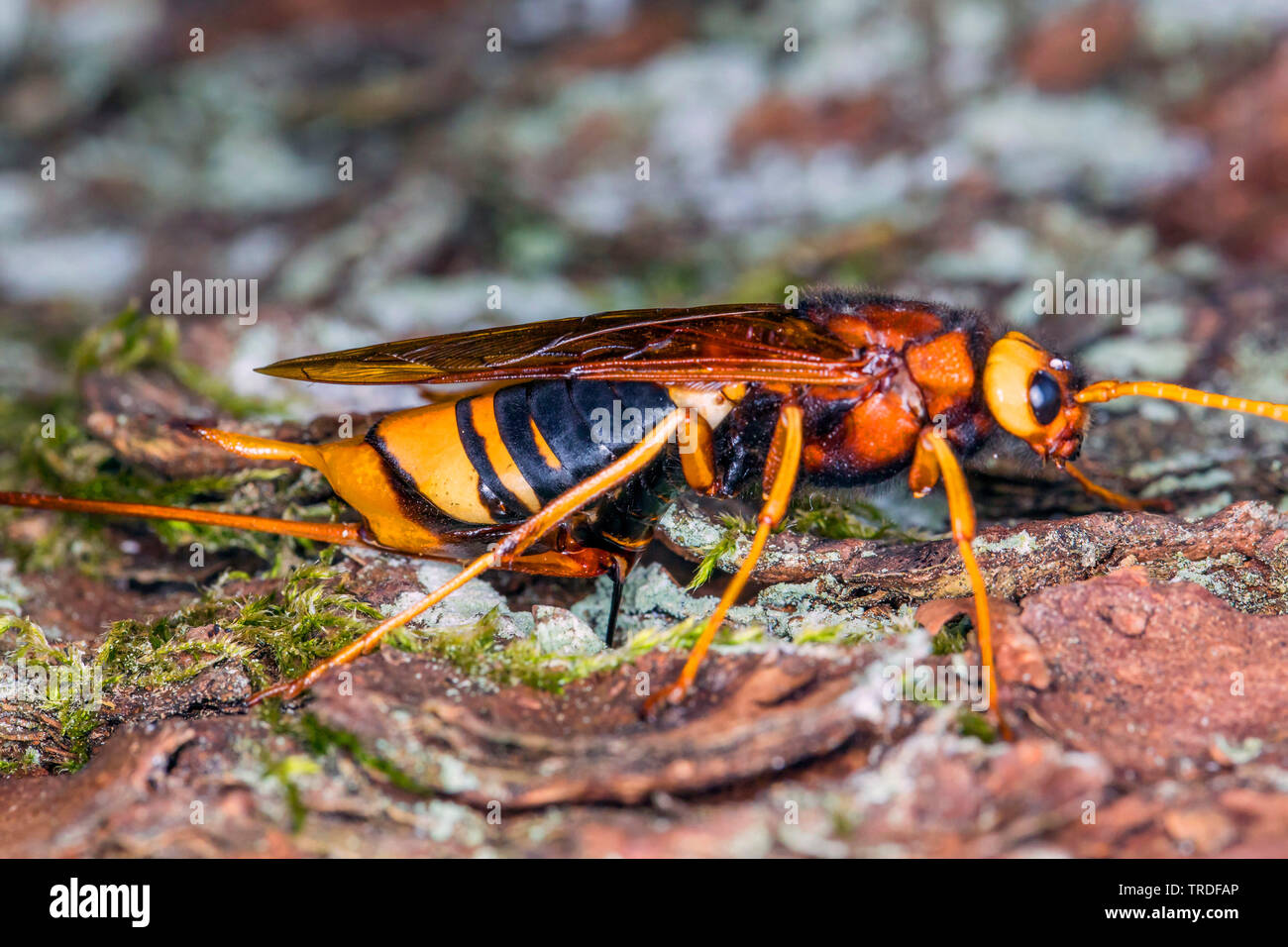 giant wood wasp, giant horntail, greater horntail (Urocerus gigas ...
