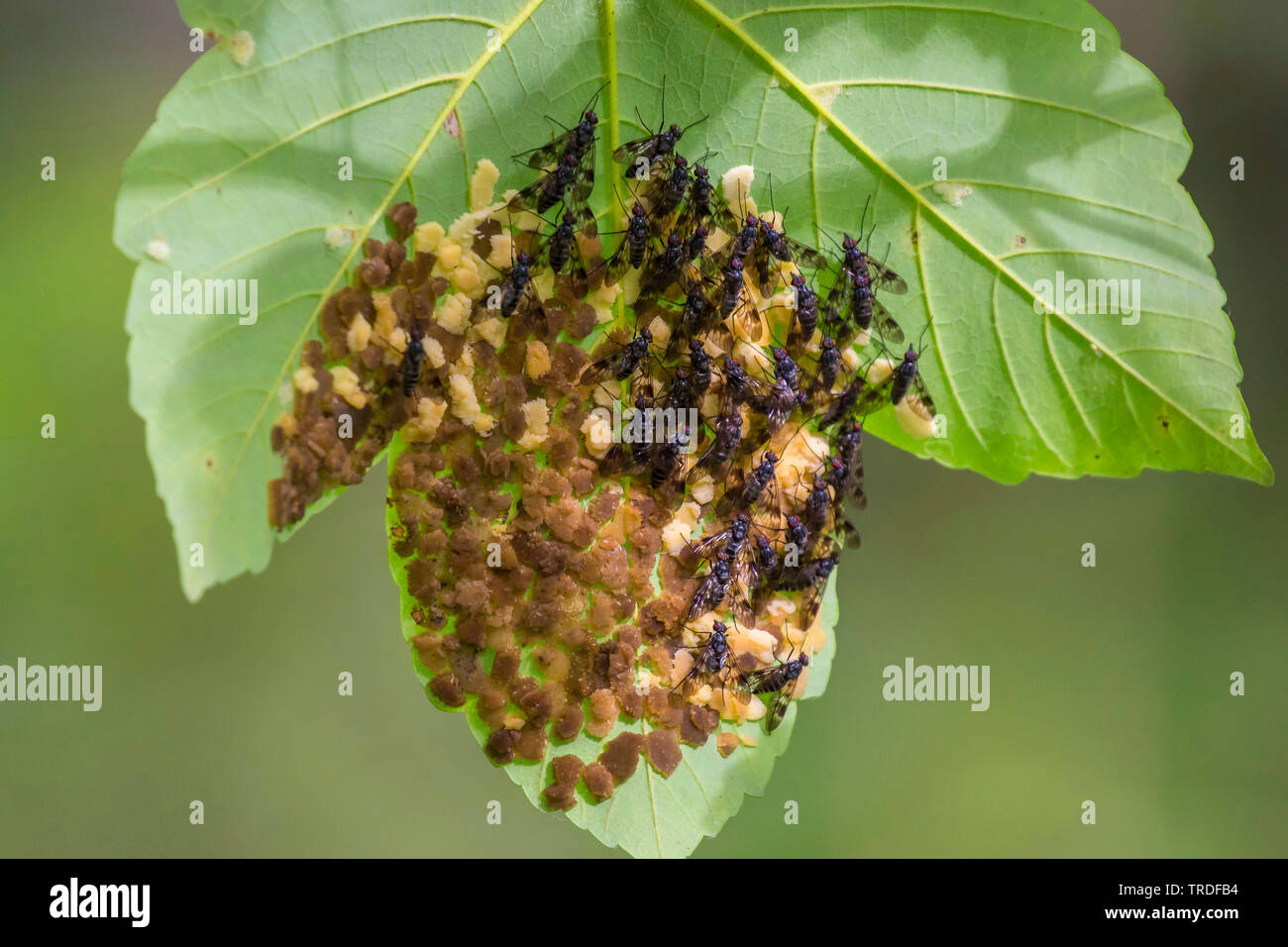 ibis fly, snipe fly (Atherix ibis), cocoons and flies on the underside ...