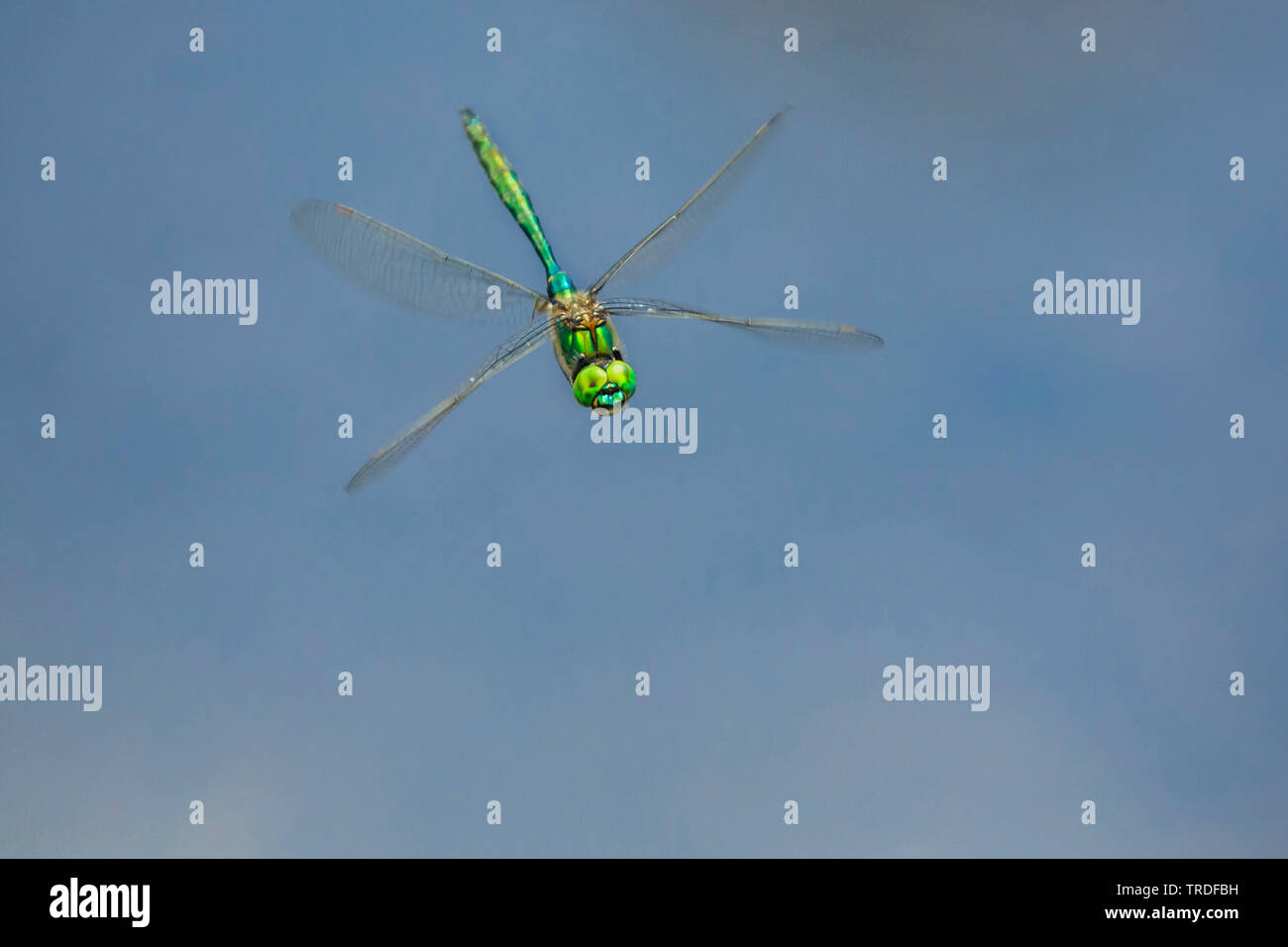 downy emerald (Cordulia aenea), in flight, Austria, Tyrol Stock Photo ...